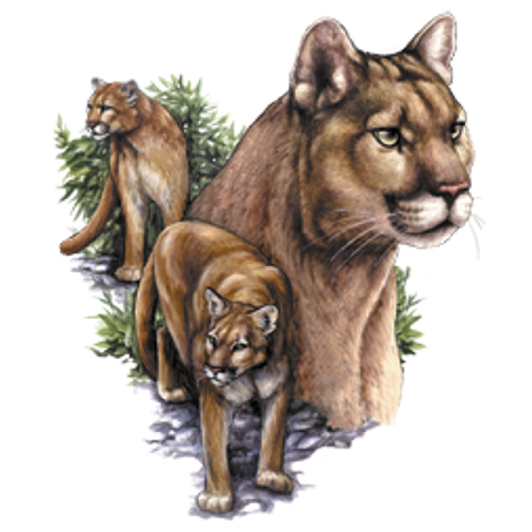 Puma Collage - T-Shirt selbst gestalten + drucken /// Im-Shirt.de